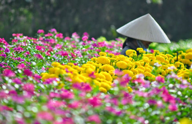 Top 5 cảnh đẹp sa đéc mới nhất năm 2022 - Kiến Thức Cho Người lao Động ...