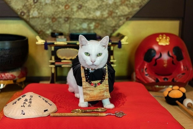 Bí ẩn ngôi đền Nyan Nyan Ji - Du lịch tại "thiên đường mèo"