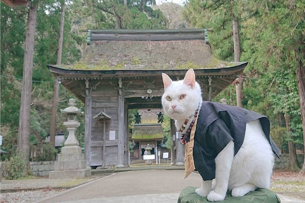 Unveiling the Mysteries of Nyan Nyan Ji Temple - A Journey to the "Cat ...