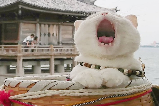 Bí ẩn ngôi đền Nyan Nyan Ji - Du lịch tại "thiên đường mèo"