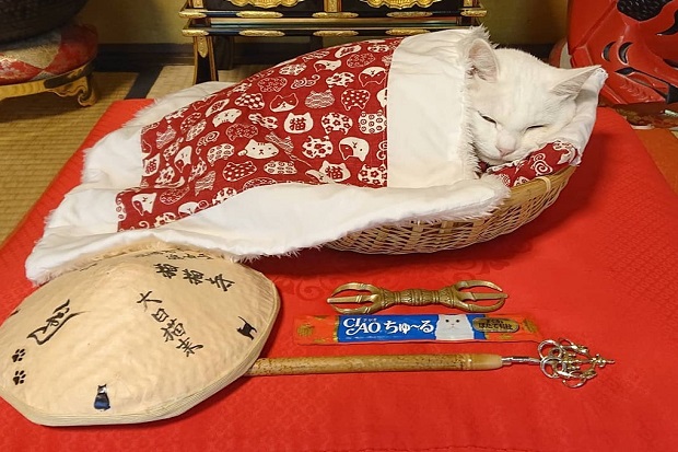 Bí ẩn ngôi đền Nyan Nyan Ji - Du lịch tại "thiên đường mèo"