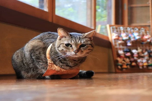 Bí ẩn ngôi đền Nyan Nyan Ji - Du lịch tại "thiên đường mèo"